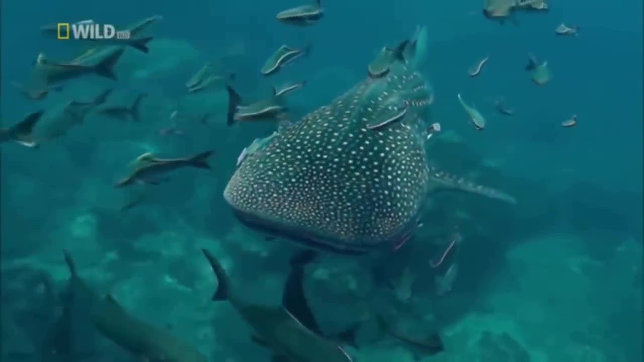 Nat Geo Wildlife Discovery Channel - YouTube