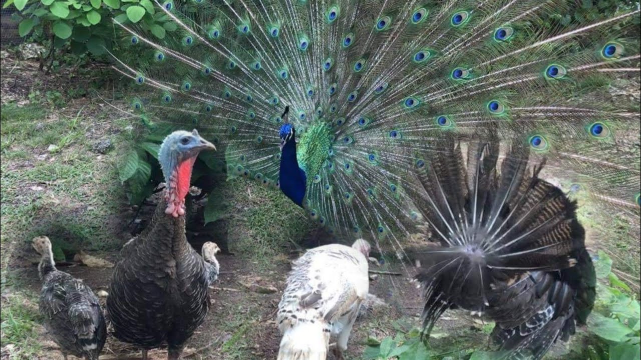 Peacock vs Turkey - YouTube