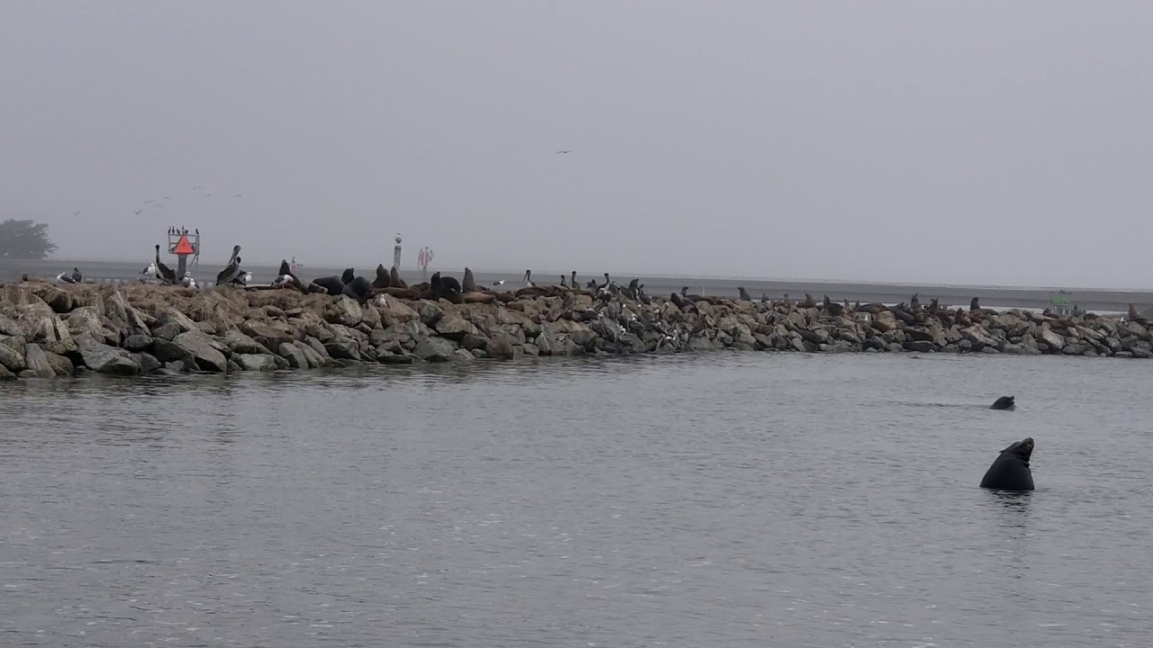 Moss Landing Seals 2018 - YouTube