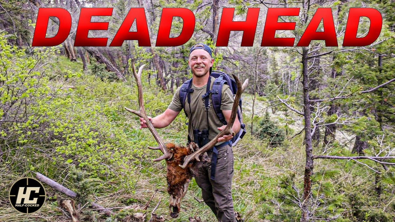 Elk Dead Head Shed Hunt - YouTube