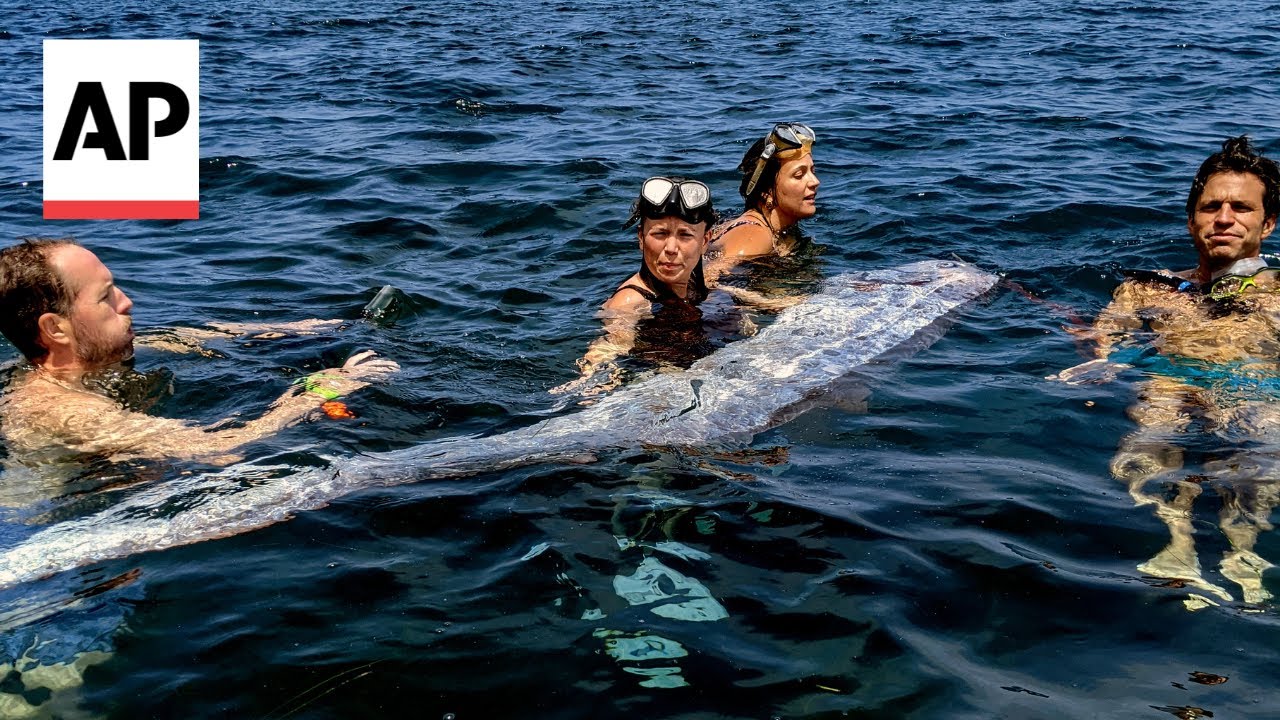 WATCH: Rarely seen oarfish found in California - YouTube