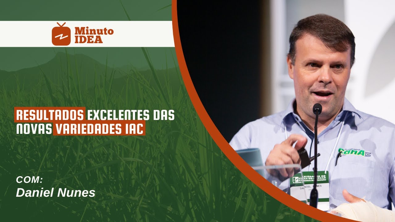 RESULTADOS EXCELENTES DAS NOVAS VARIEDADES IAC | DANIEL NUNES - YouTube