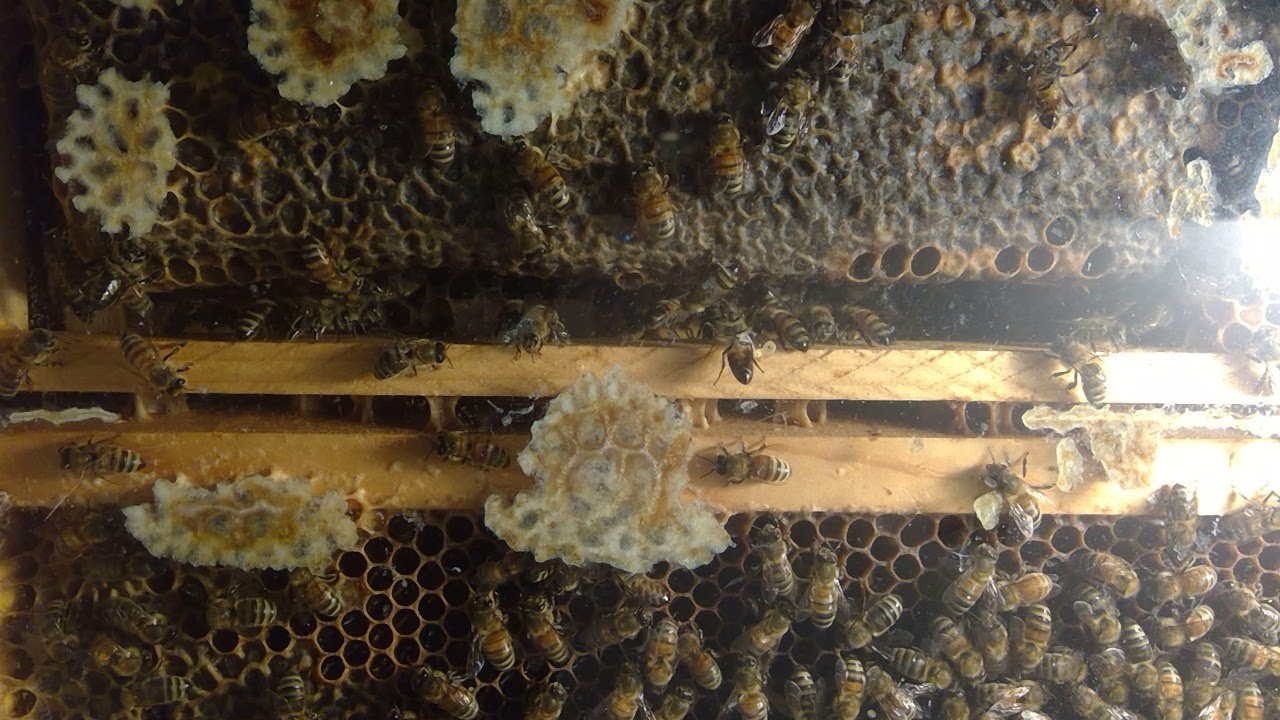 Live Streaming Honey Bee Observation Hive - YouTube