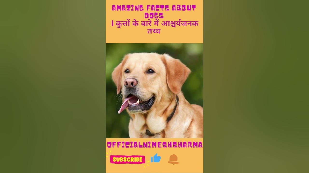 AMAZING Facts About Dogs shorts amazing-facts-about-dogs-shorts
