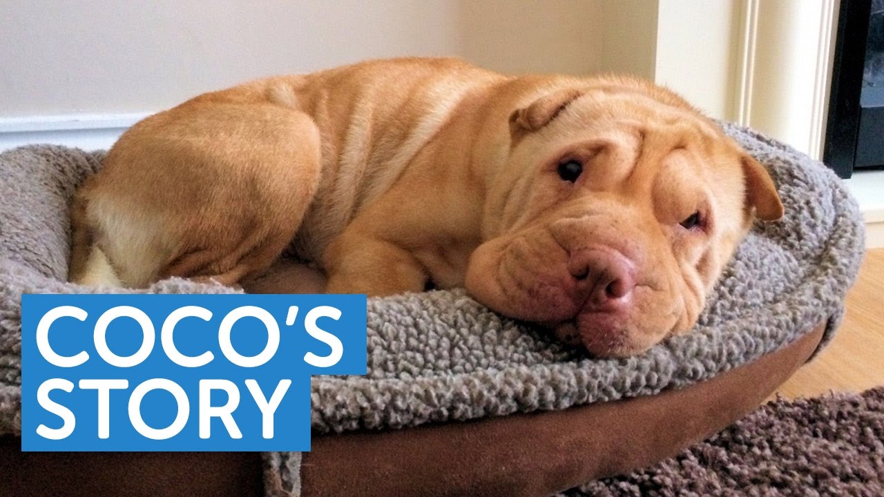 Shar Pei with Painful Eye Condition | The Mayhew - YouTube
