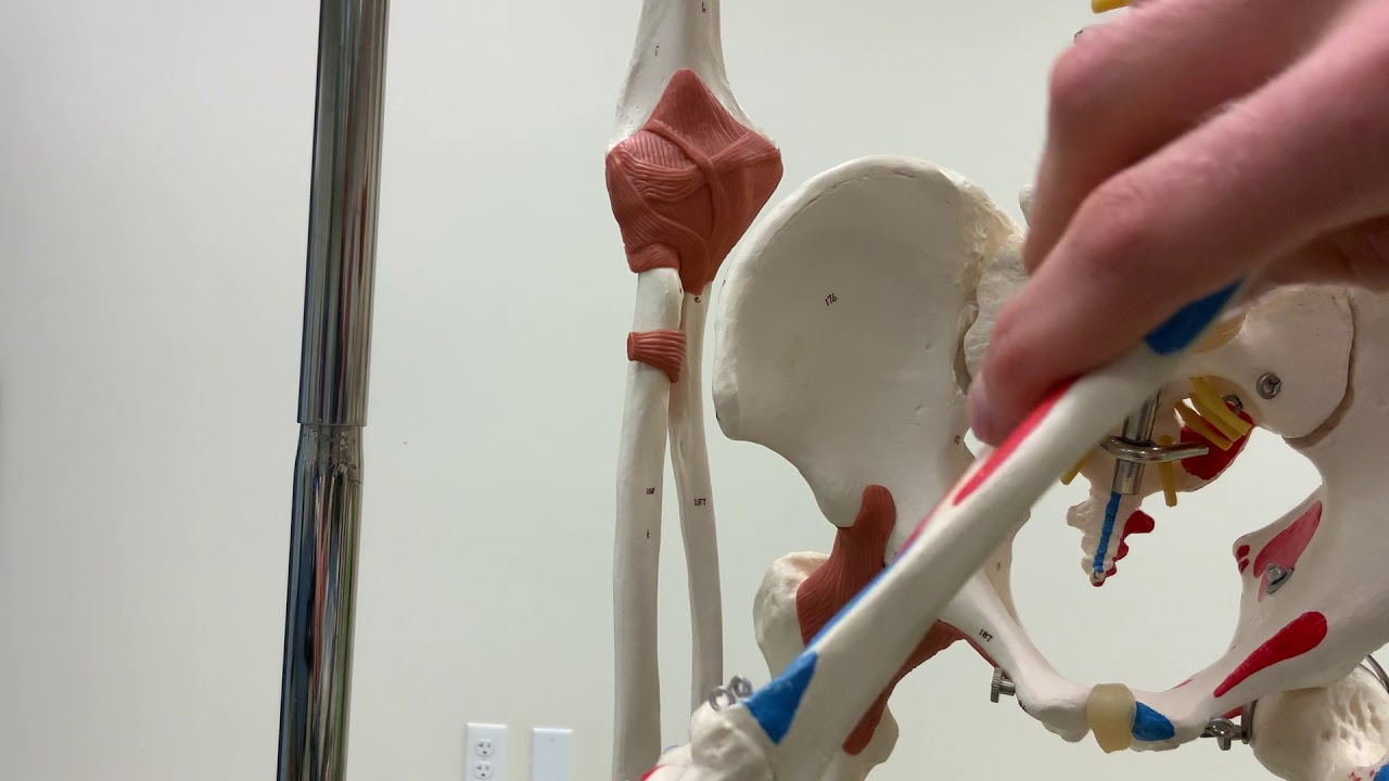 Arthrokinematics of the Radiocarpal Joint - YouTube