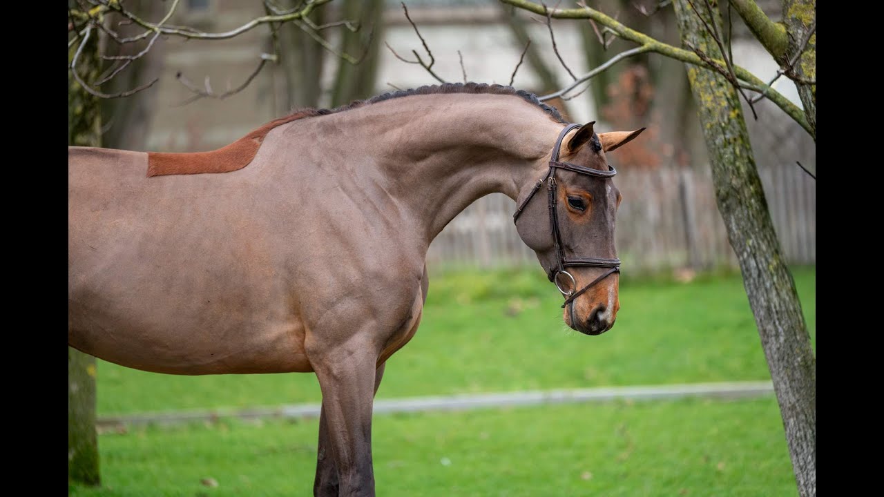 C’est la Vie: Del’Arko d’Henvet x Cancara - Mare 2018 - YouTube