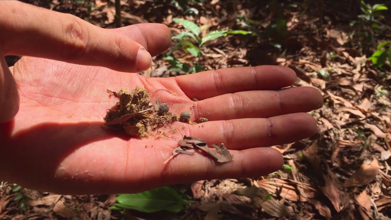 30 Days Growing Unknown Trees with Random Seeds from Bird Poop - YouTube