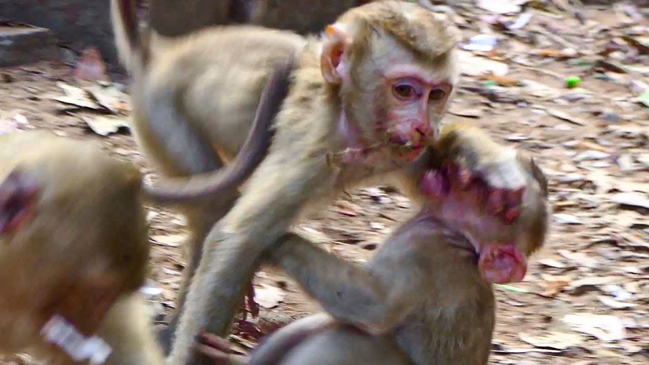 Oh No.! Tiny Lucie h-i-t baby LEO one hand on Leo face make him fall ...