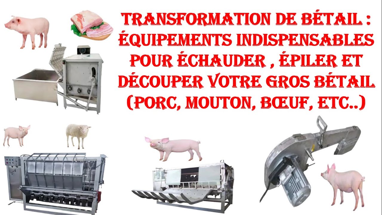 Tranformation de betail : Equipements indispensables pour la ...