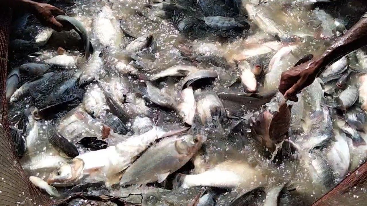 #fishing with ber jal 2024 - YouTube