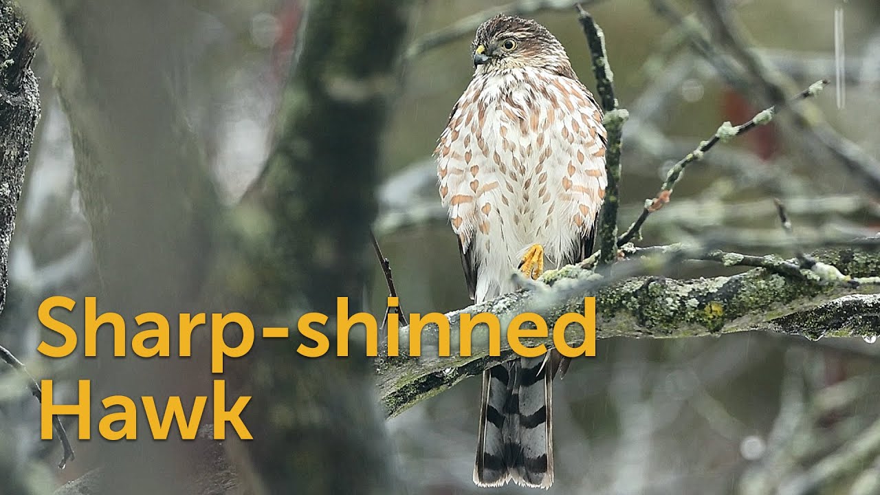 Sharp-shinned Hawk: Little Blue Darter - YouTube