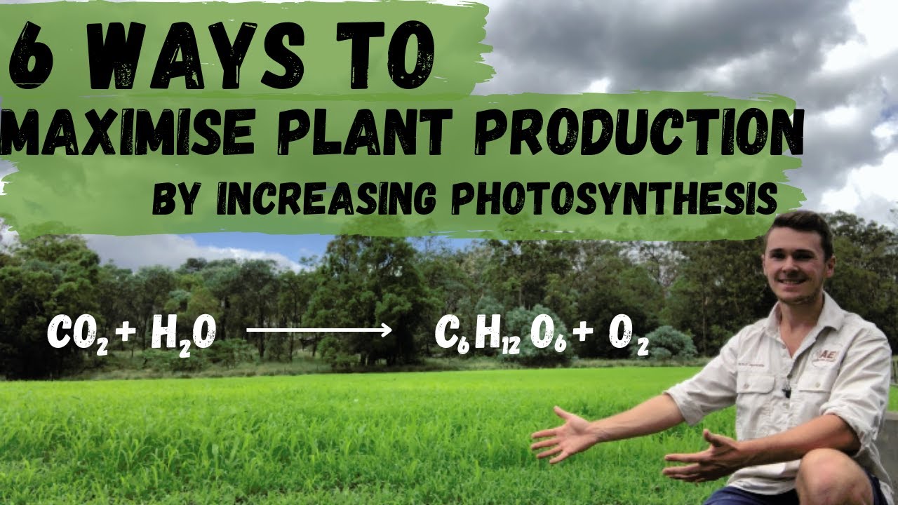 How to maximise plant production by increasing photosynthesis - YouTube
