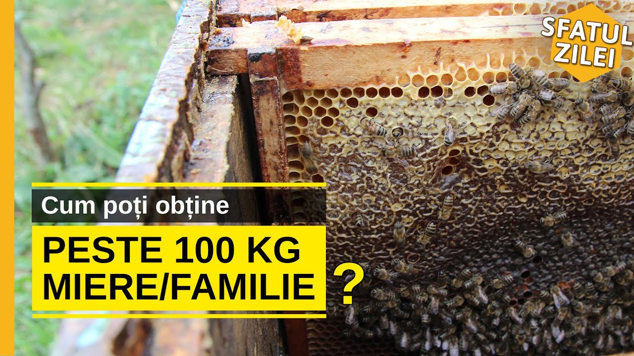 Cum poti obtine peste 100 kg miere familie? - YouTube