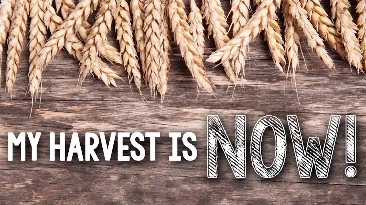 "My Harvest is NOW!" - Part 1 - YouTube