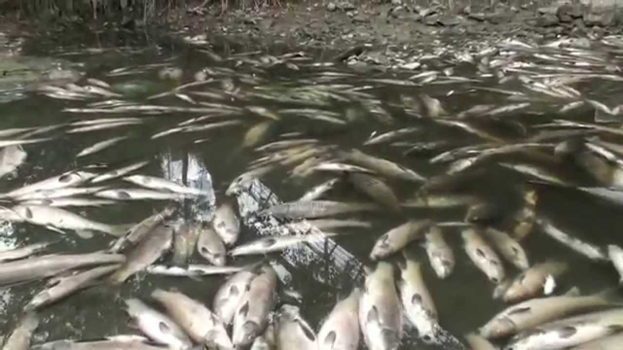 Miles de peces muertos en el Río Tajo en 2012 - YouTube