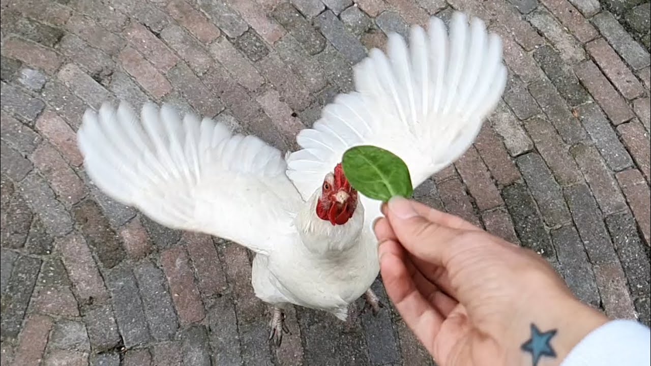 Funny Chicken Jumping To Grab Spinach In Slow Motion - Compilation ...