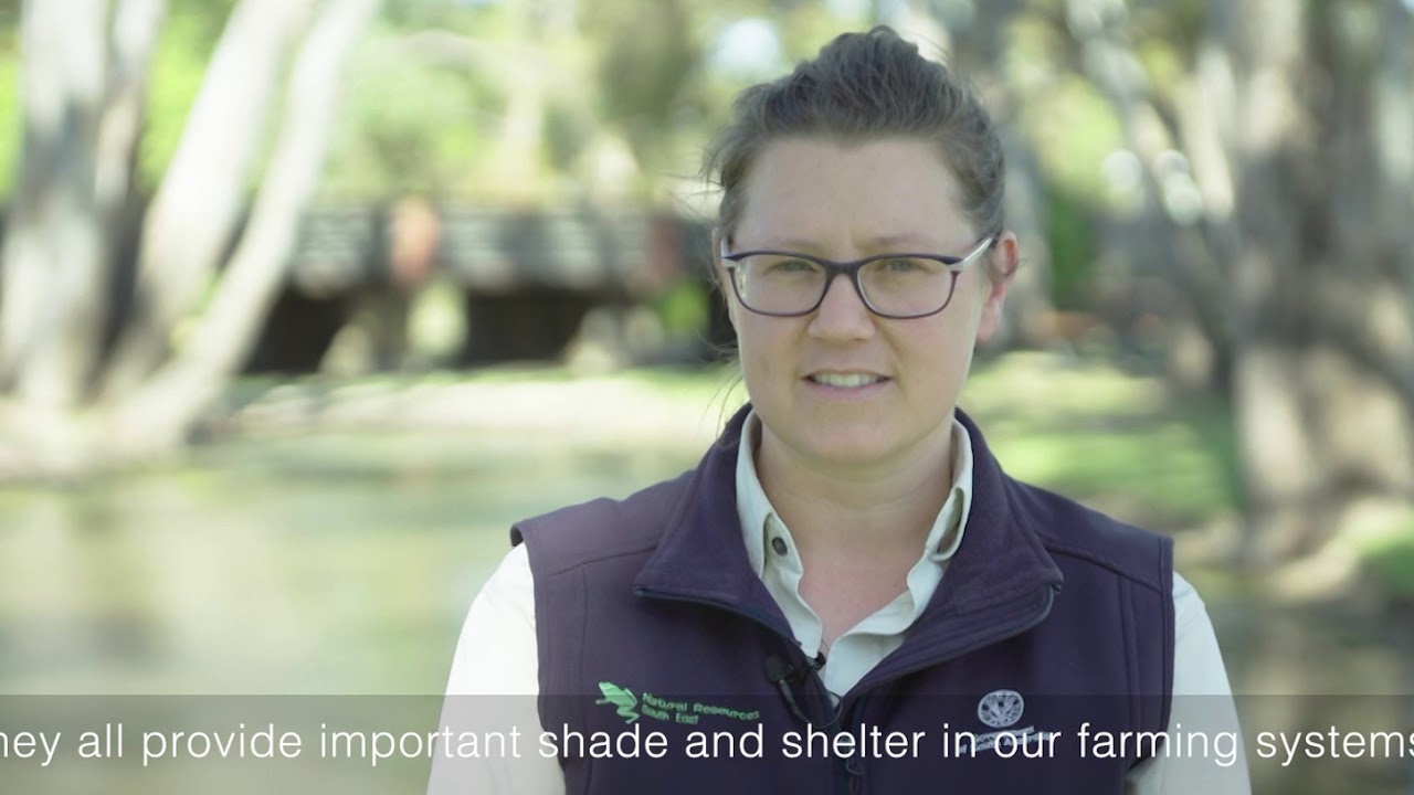 Power of Paddock Trees - YouTube