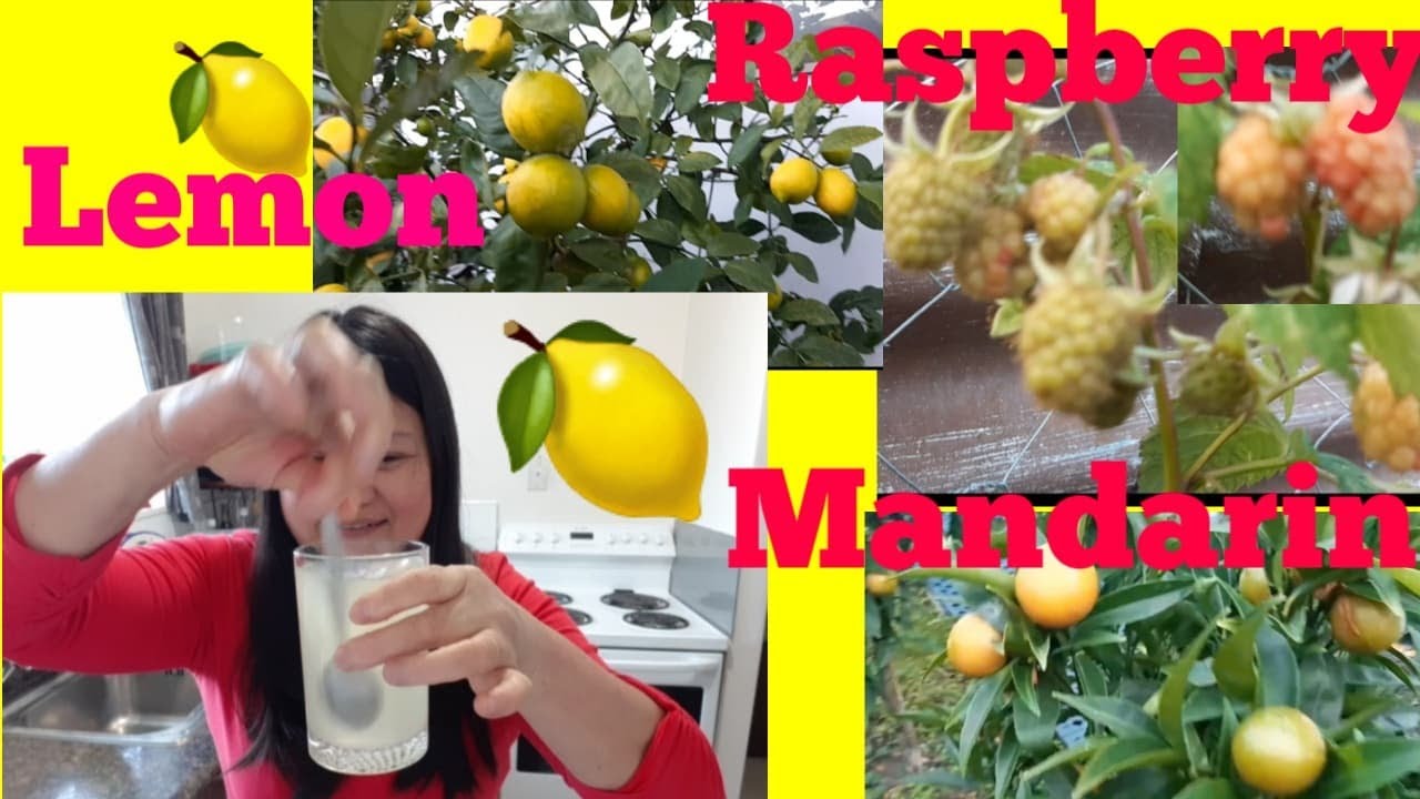 Lemon tree, Raspberry, Mandarin in our backyard - YouTube