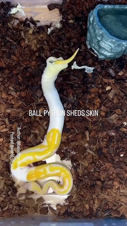 Ball python sheds skin 🐍 #nature #naturelovers #naturelover #funny # ...