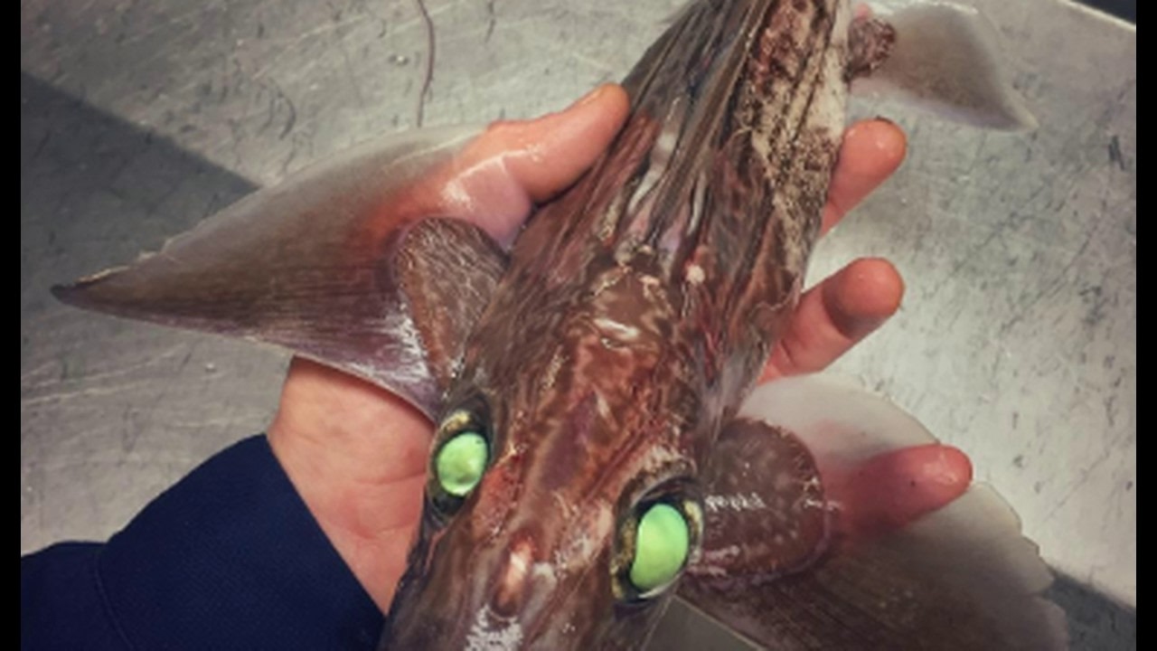 Deformed Fish Being Found In Heavily Fished Area, Contaminated by ...