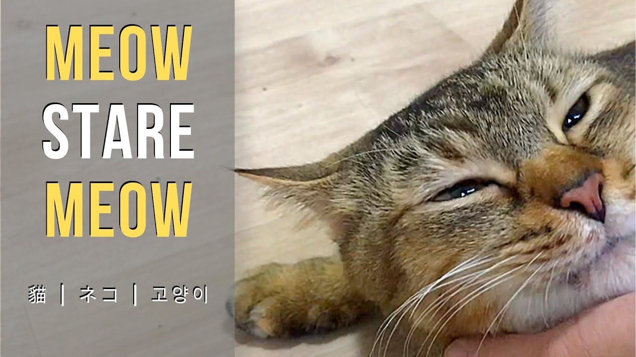Why My Cat Meow And Stare At Me YouTube why-my-cat-meow-and-stare-at-me-youtube