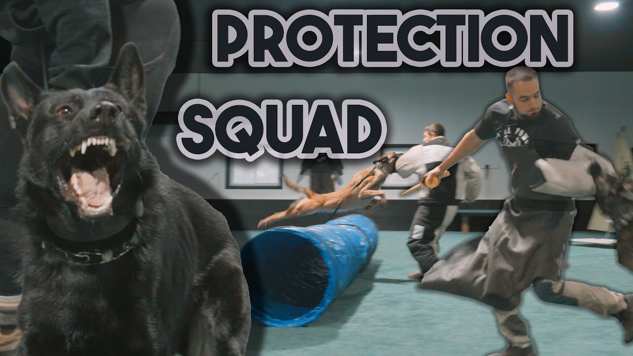 Protection Dog Training Day at Shield K9 - YouTube