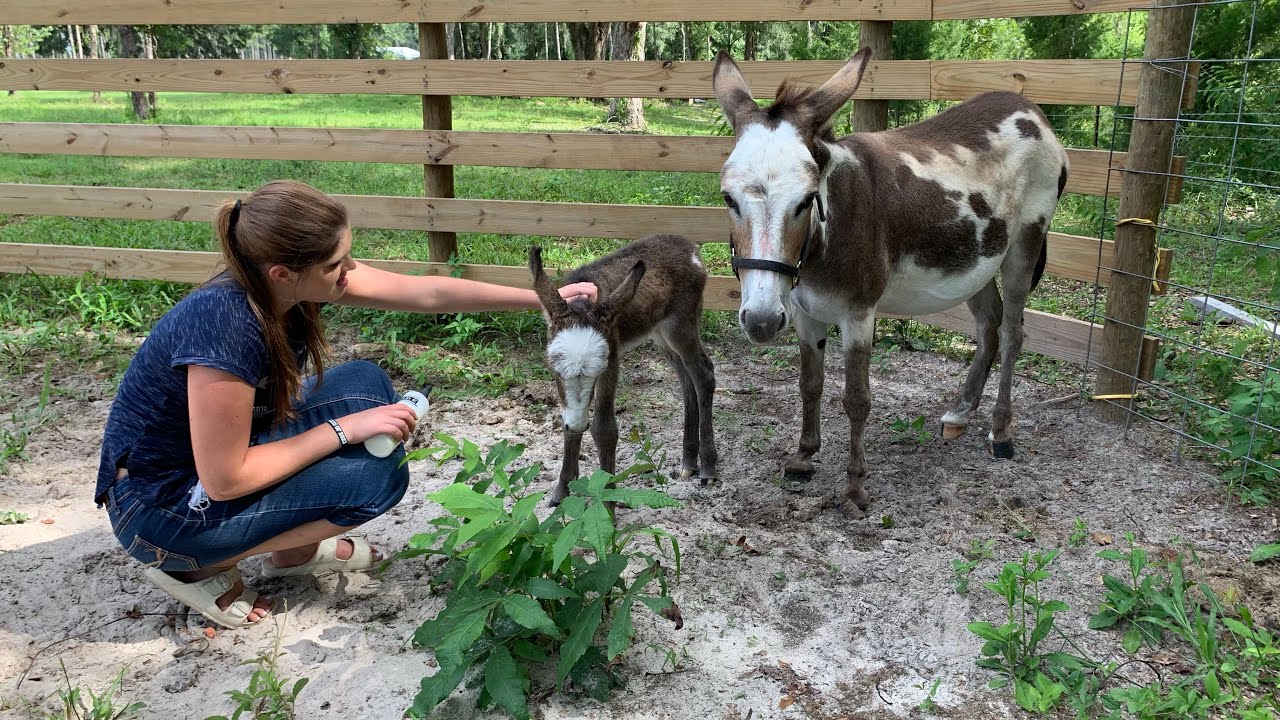 She’s finally here! We have a new baby donkey - YouTube