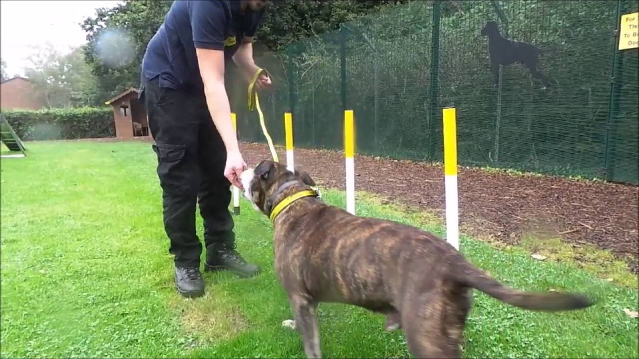 Meet Jake at Dogs Trust Merseyside! - YouTube