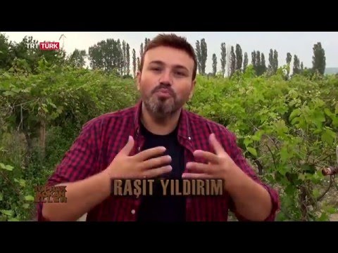 Tokat Erbaa Asma Bağ Yaprağı Belgesel