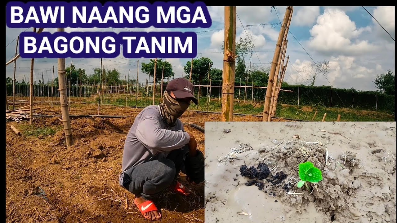 BAWI NA ANG MGA BAGONG TANIM +TULOY SA PAG ASEMBLE NG BALAG #2 - YouTube