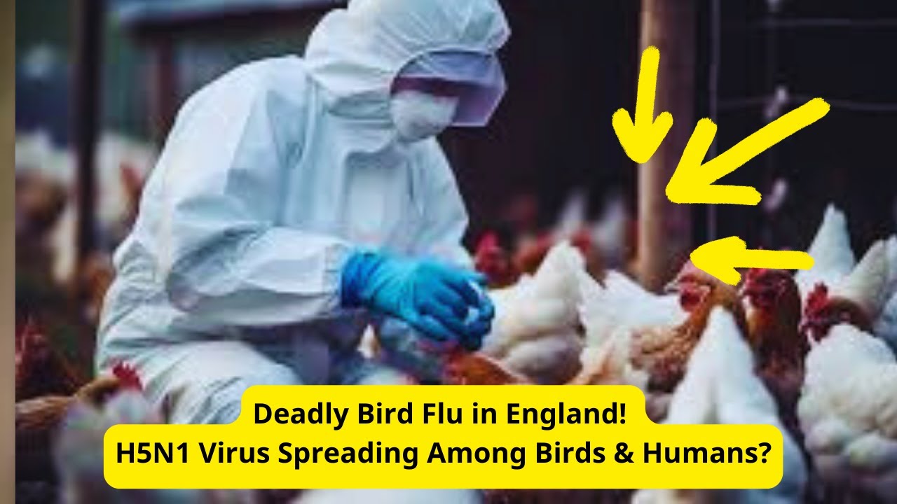 Deadly Bird Flu in England! H5N1 Virus Spreading Among Birds & Humans ...