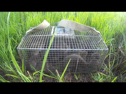 Hrilled hamster,Hamster hunting and grilling,field eel fishing ...