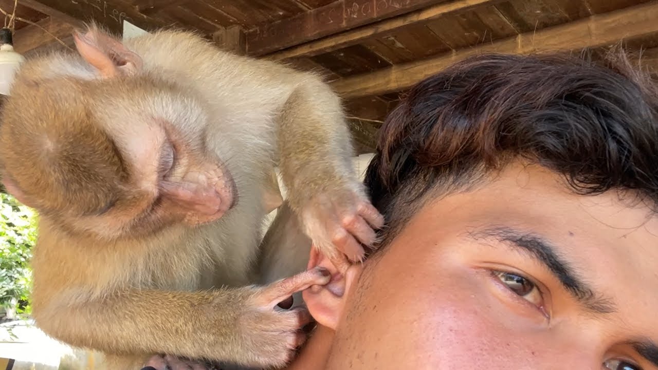 ASMR Monkey Grooming| Obedient Zueii Try To Clean My Earwax - YouTube