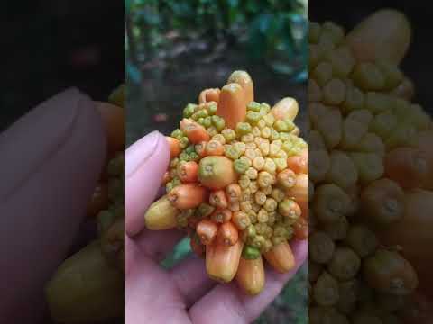 Prainea limpato buah unik dari nusantara yang sebaranya ada di borneo ...