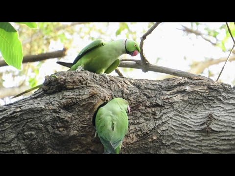 Parrots preparing their nest for upcoming breeding season | Parrot nest ...