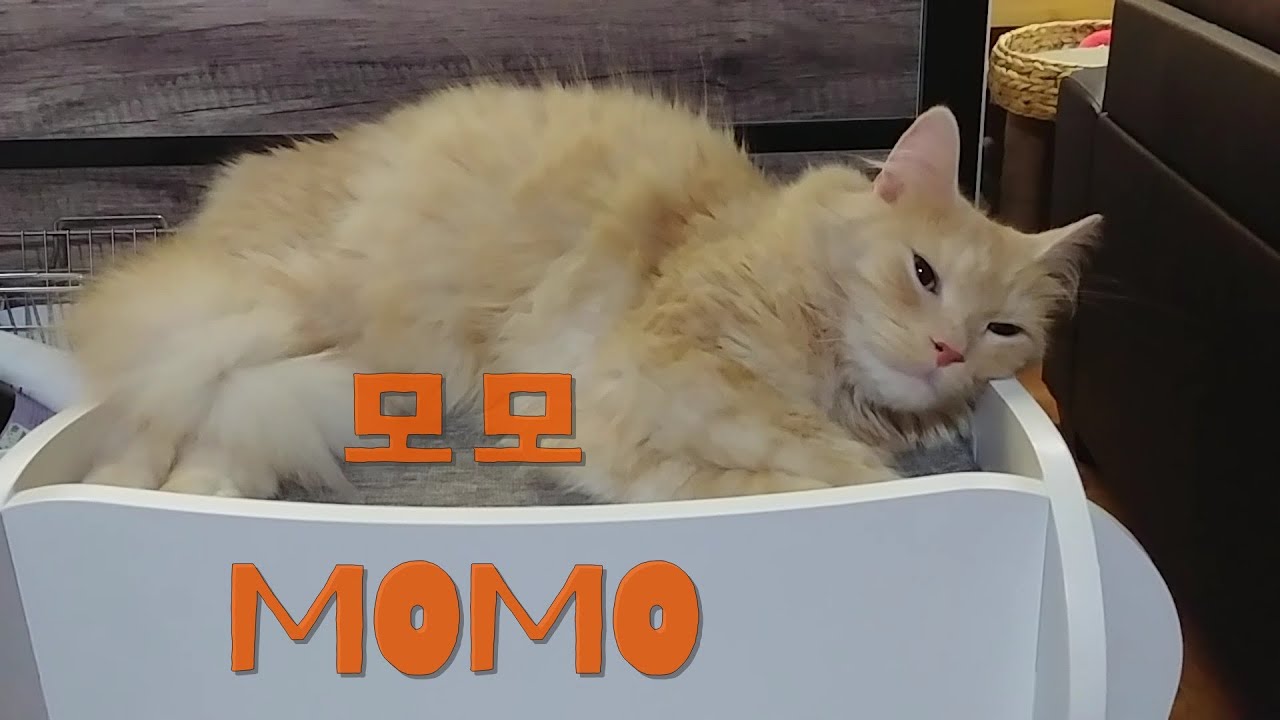 [ENG sub] 모모 소개 / introduce MOMO - YouTube