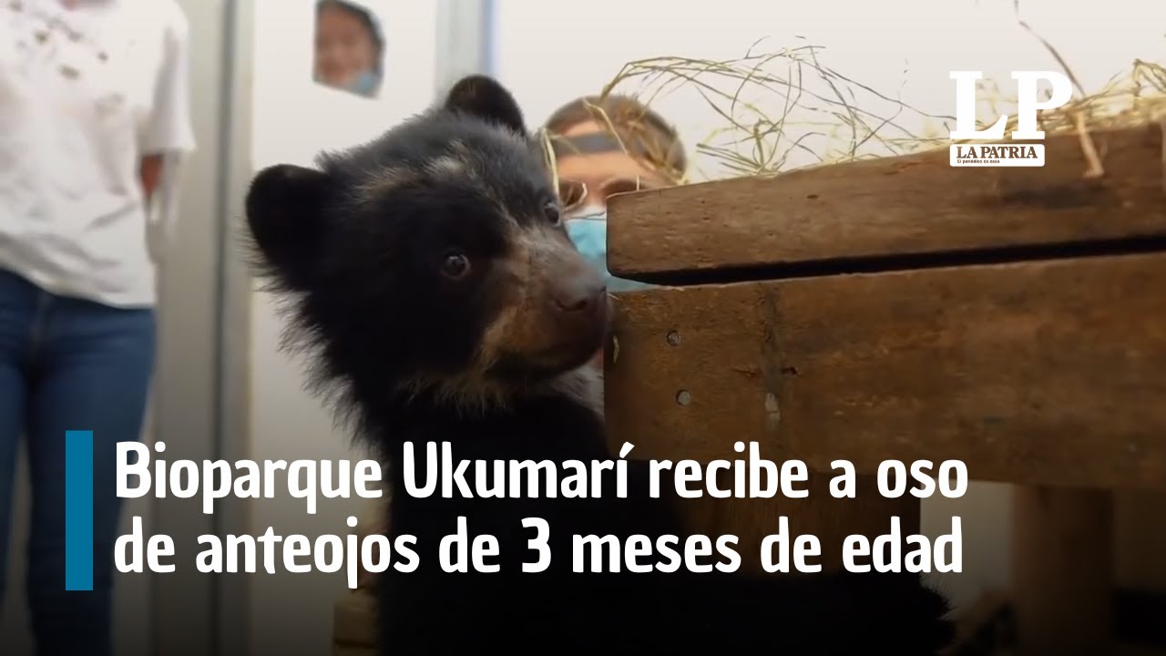 Bioparque Ukumarí recibe a oso de anteojos de 3 meses de edad - YouTube