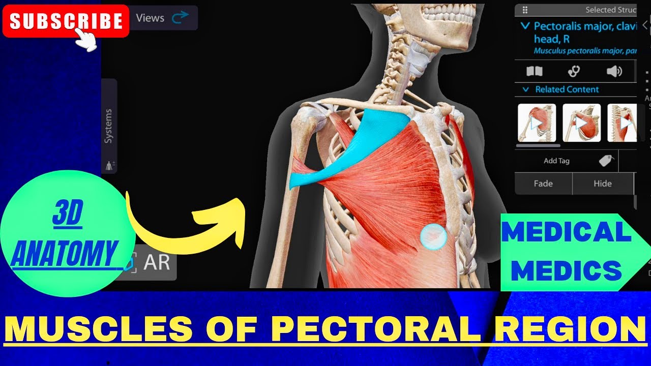 Muscles of Pectoral Region | Upper Limb Anatomy | #anatomy # ...