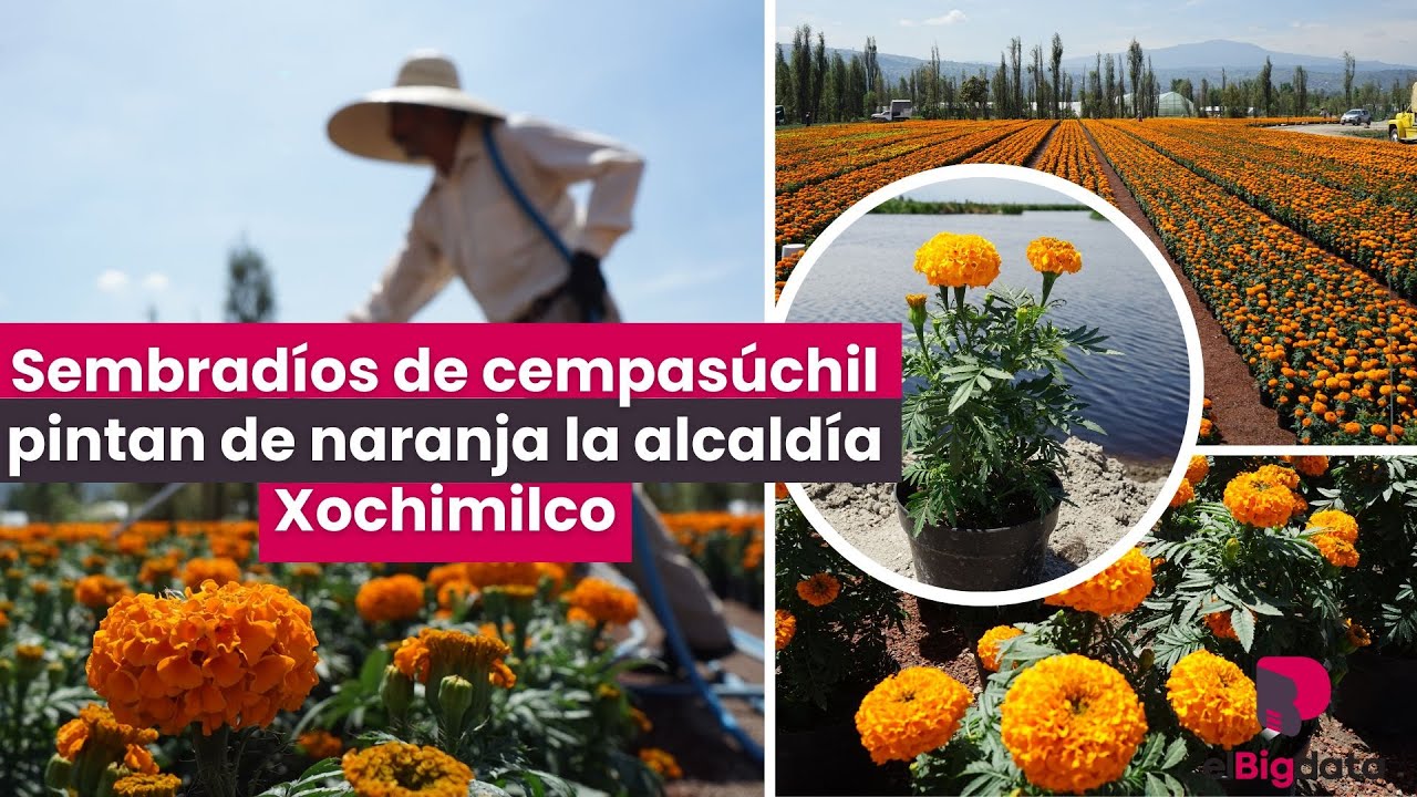 Sembradíos de cempasúchil pintan de naranja la alcaldía Xochimilco ...