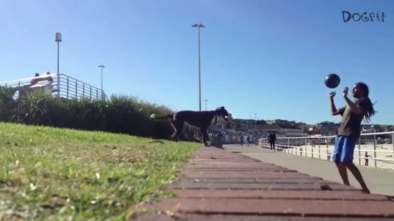 NEW!!! Amazing dog football skills at bondi beach @dogfitsydney - YouTube