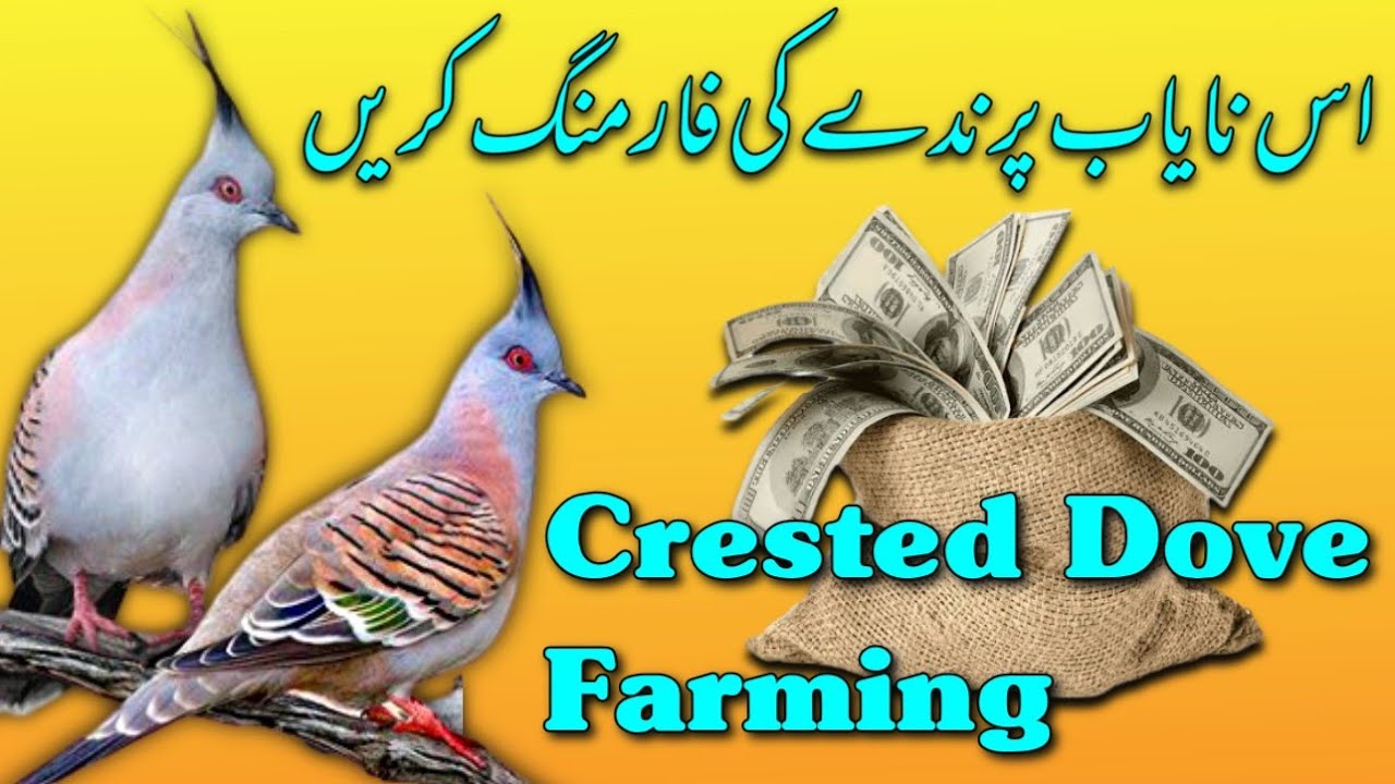 Crested Dove Farming | Dove Breeding setup | Dove - YouTube