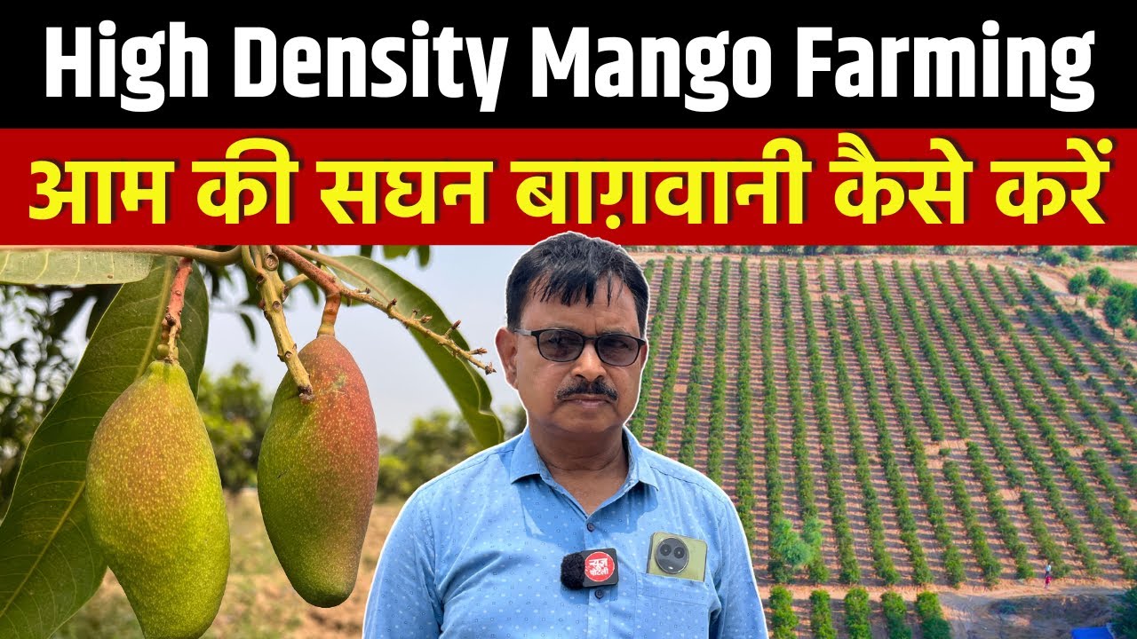 आम की सघन बागवानी कैसे करें ? || How to do Ultra High density mango ...