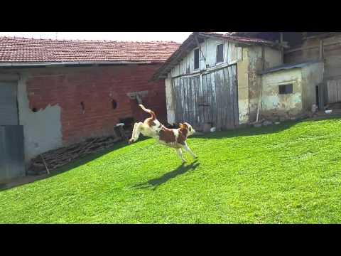 sevimli dananın tavuktan kaçışı