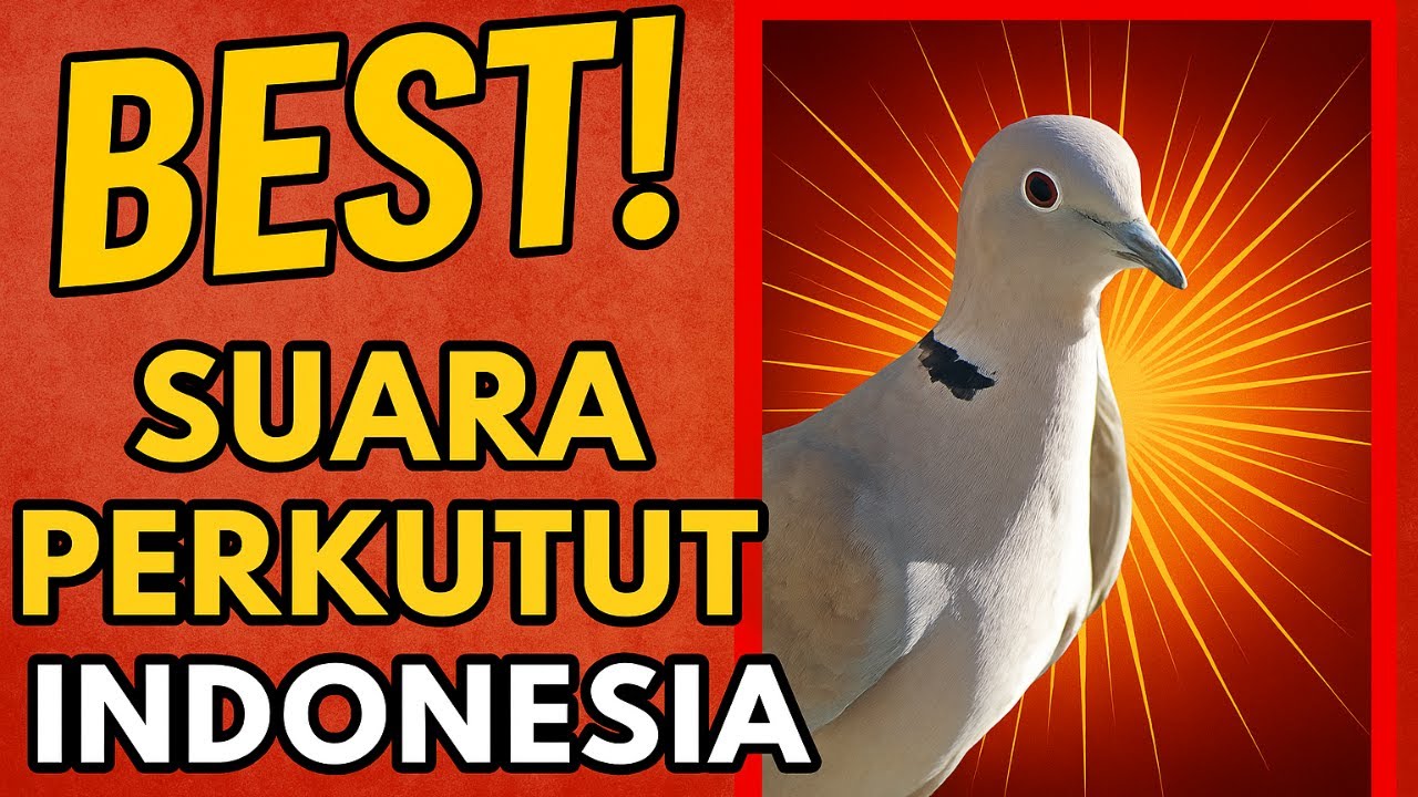 SUARA PERKUTUT INDONESIA MERDU DAN JERNIH 10 MENIT - YouTube