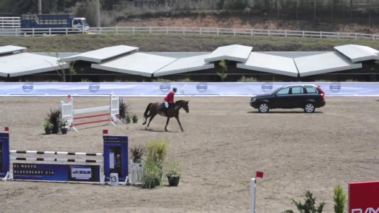 Cillian / Approved Stallion / 6 years old / by Canto x Landgraf I x Cor ...