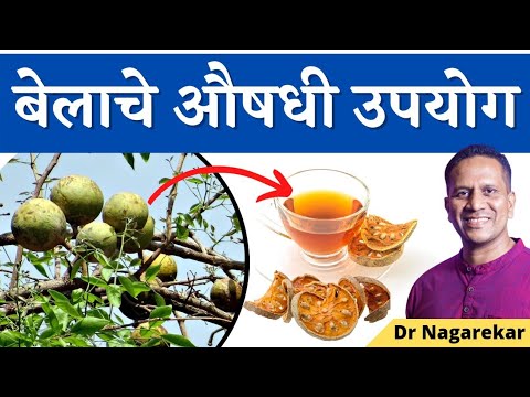 God Shiva Fruits | बेलाचे -औषधी उपयोग | Bel fruit - Medicinal ...