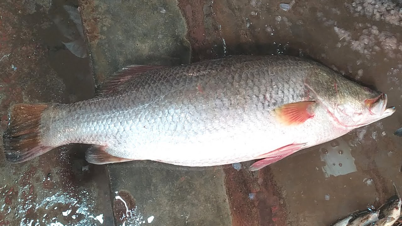 Bhetki Fish Cutting Skills in Fish Market - Coral Fish Cutting ...