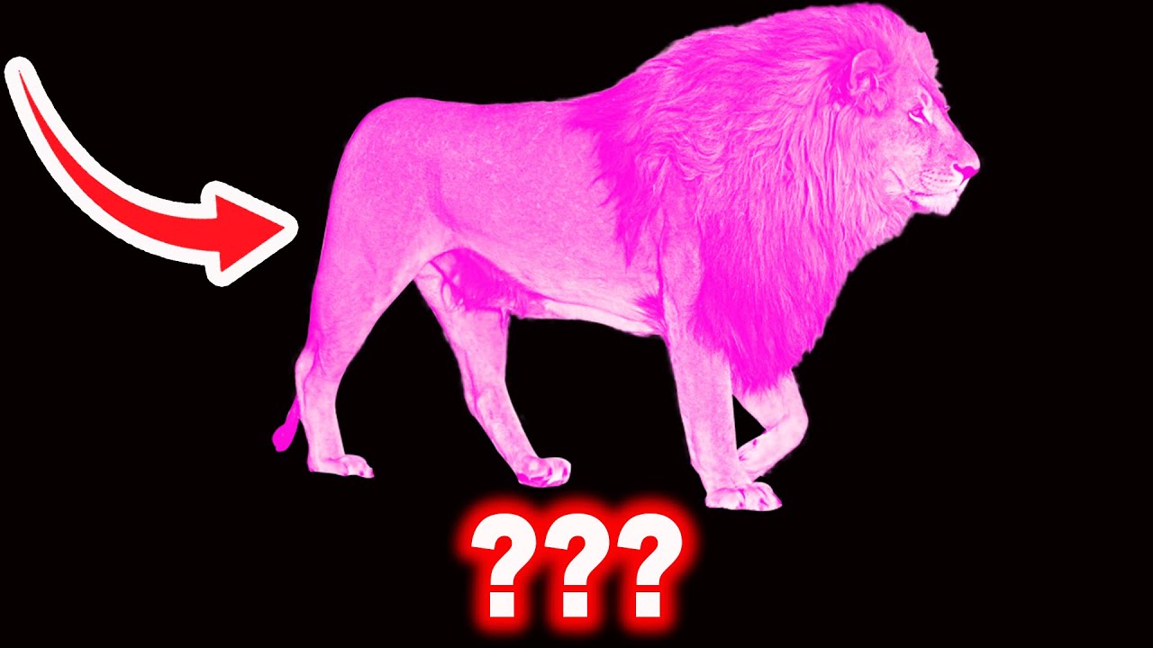 15 Lion Sound Variations in 30 Seconds - YouTube