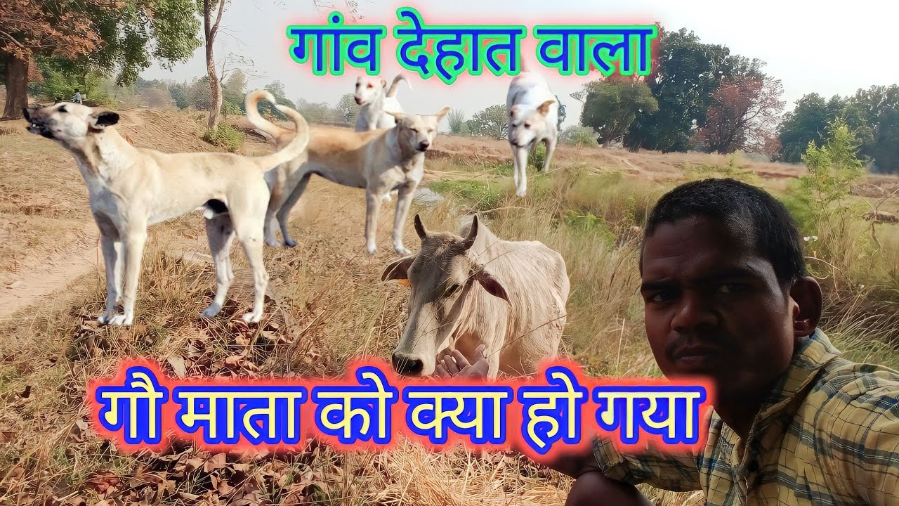 jangli lifestyle गौ माता को ऐ क्या हुआ village Vlogs video delifamily ...